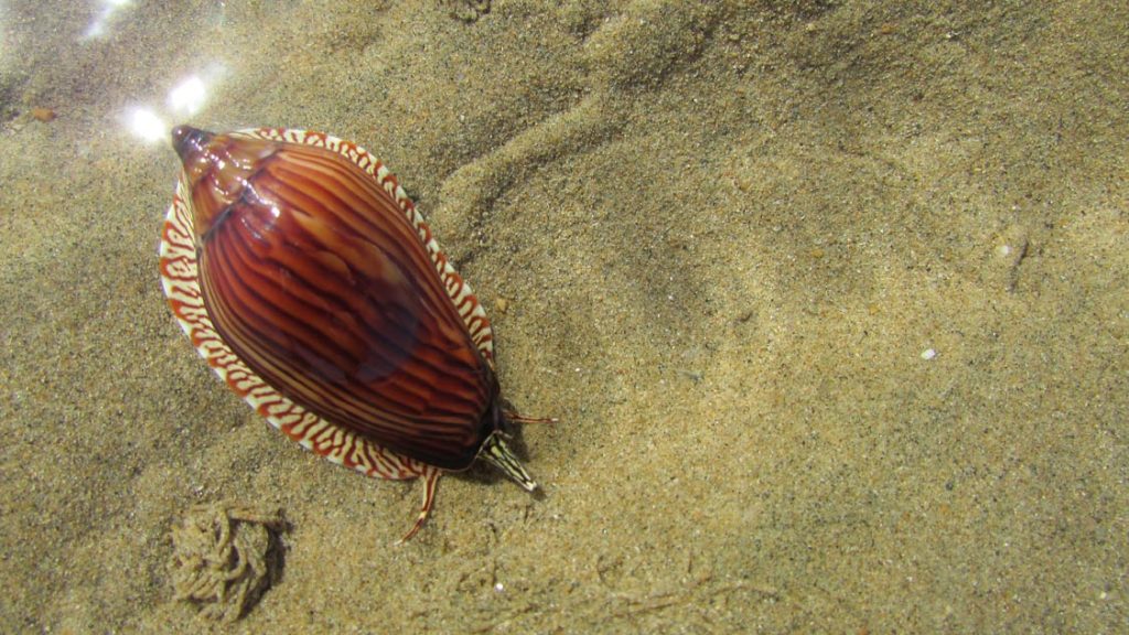Of course the seashells here are really nice and I was happy to find someone living in this one ...