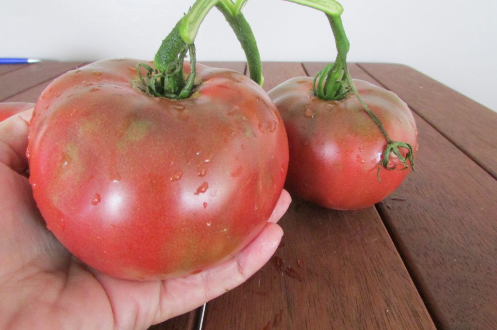 Te Angiangi Marine Reserve Part 2 | Out On A Limb