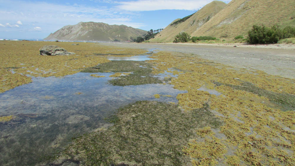 Te Angiangi Marine Reserve Part 2 | Out On A Limb