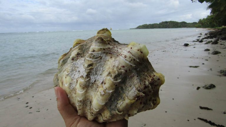 Giant clams exist here and I found this shell of one (didn’t make it to ...